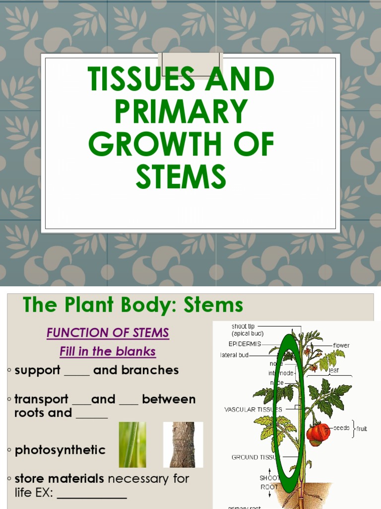 Plant Stem Tissues and Functions | PDF | Plant Stem | Tissue (Biology)