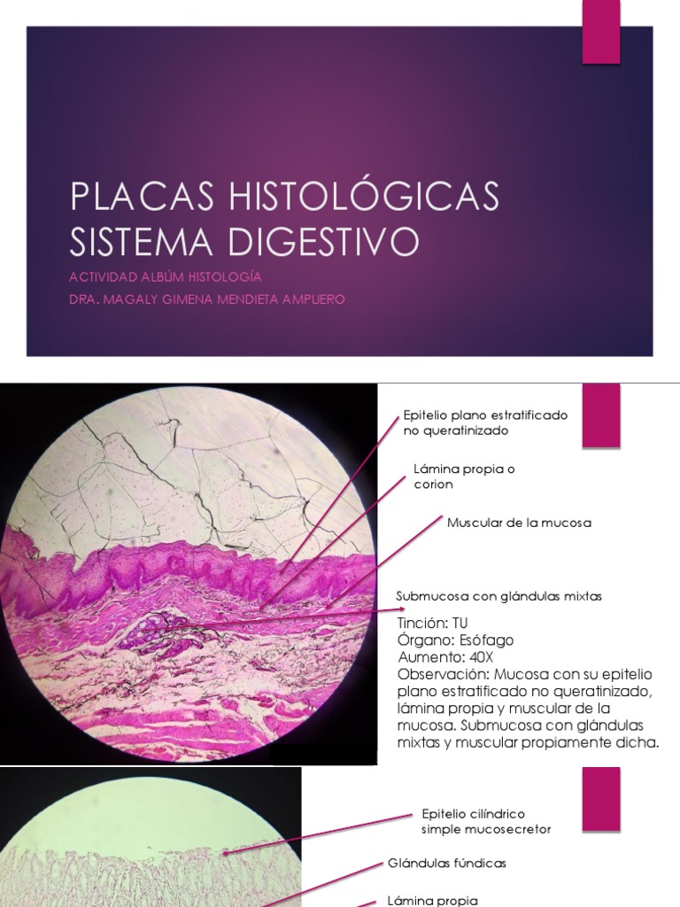 Digestivo Placas Histo | PDF | Membrana mucosa | Epitelio
