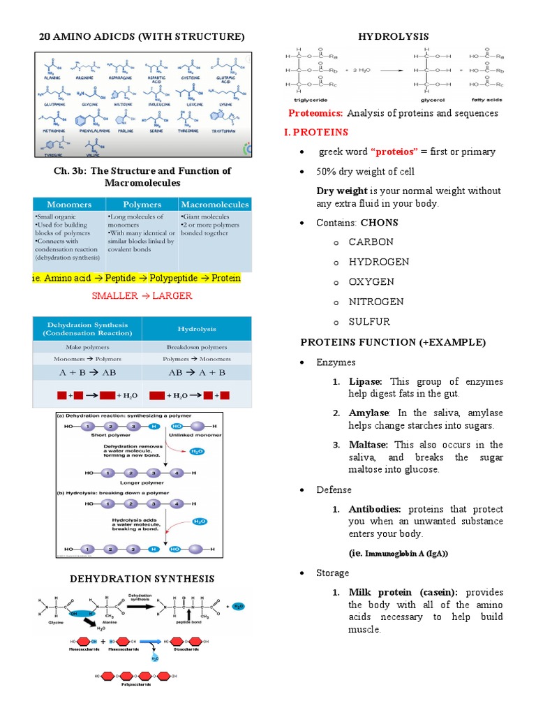 NOTES (Gen Bio 2) | PDF | Proteins | Protein Structure