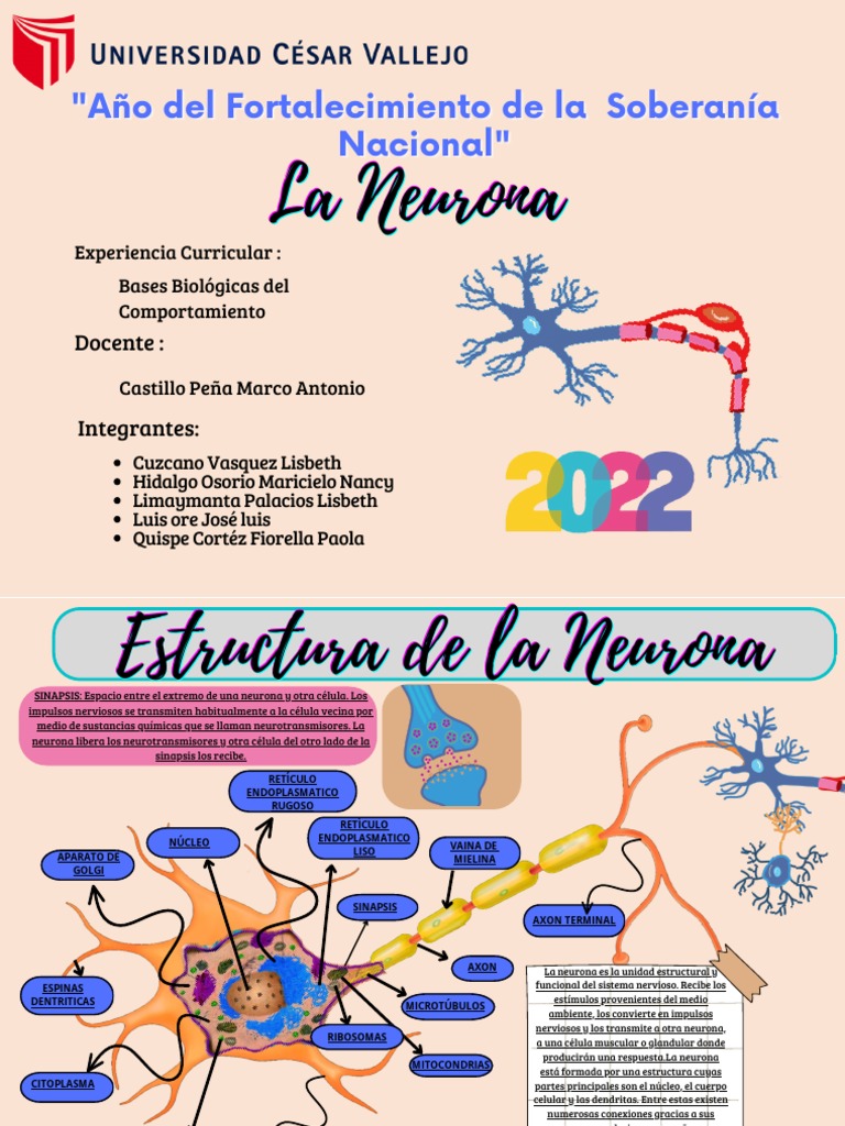 Estructura de La Neurona | PDF | Neurona | Axon