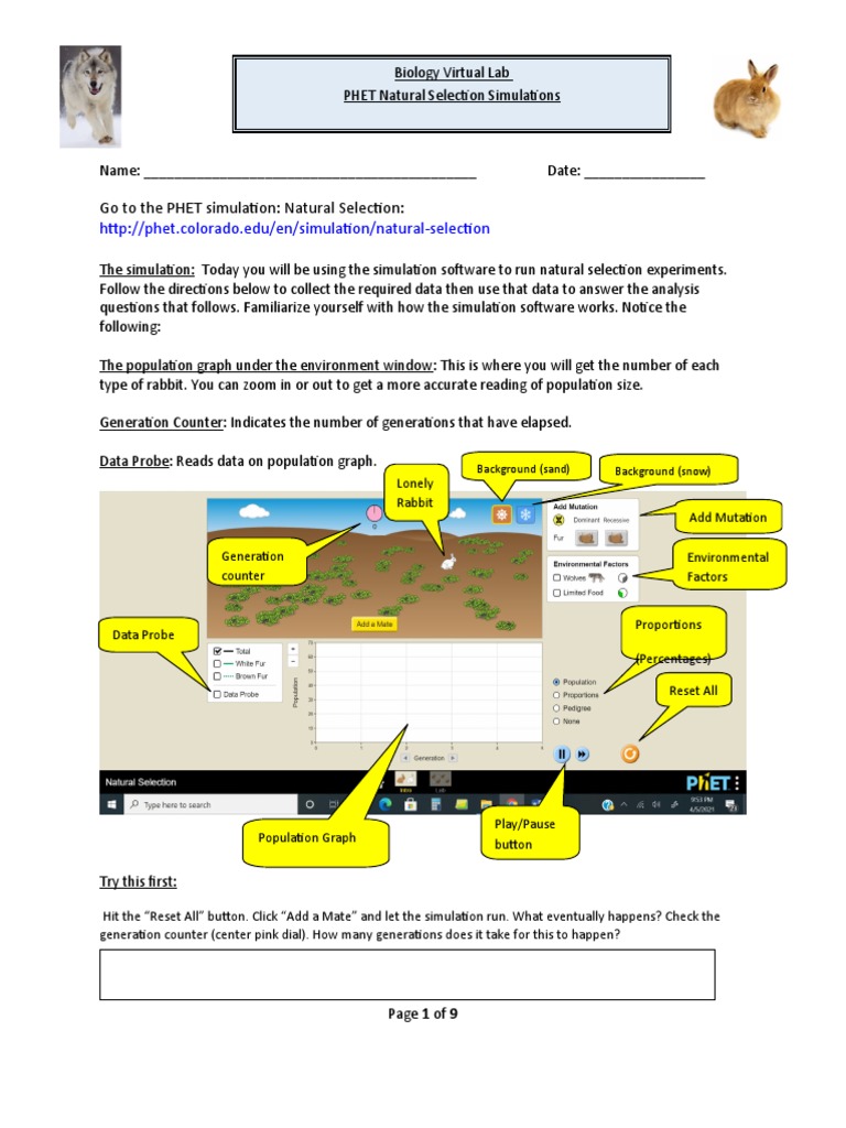 Natural Selection - PHET | PDF | Tooth | Rabbit