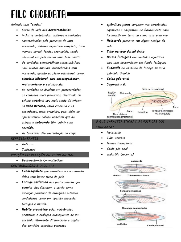 Características dos cordados | PDF | Vertebrados | Cordados