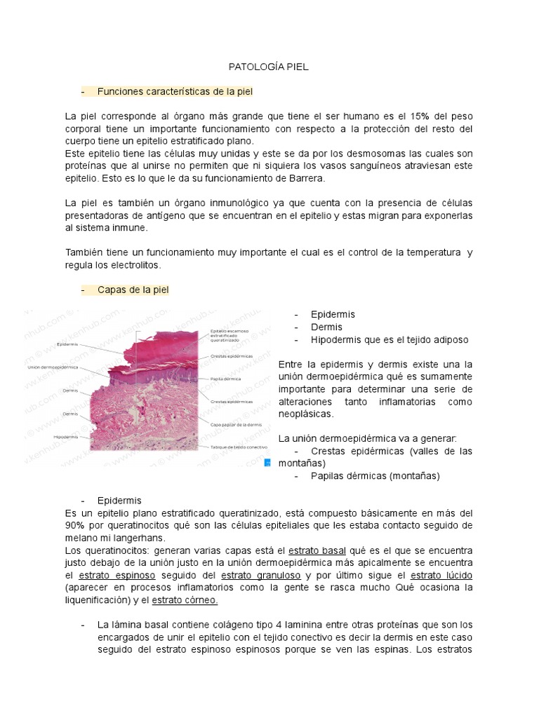 Generalidades de Piel | PDF | Epidermis | Piel