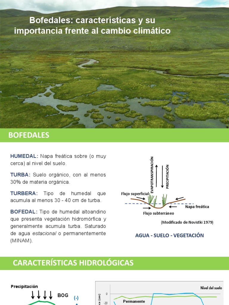 Importancia de los Bofedales en Ecosistemas | PDF | Humedal | Turba