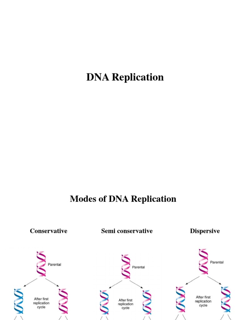DNA Replication | PDF