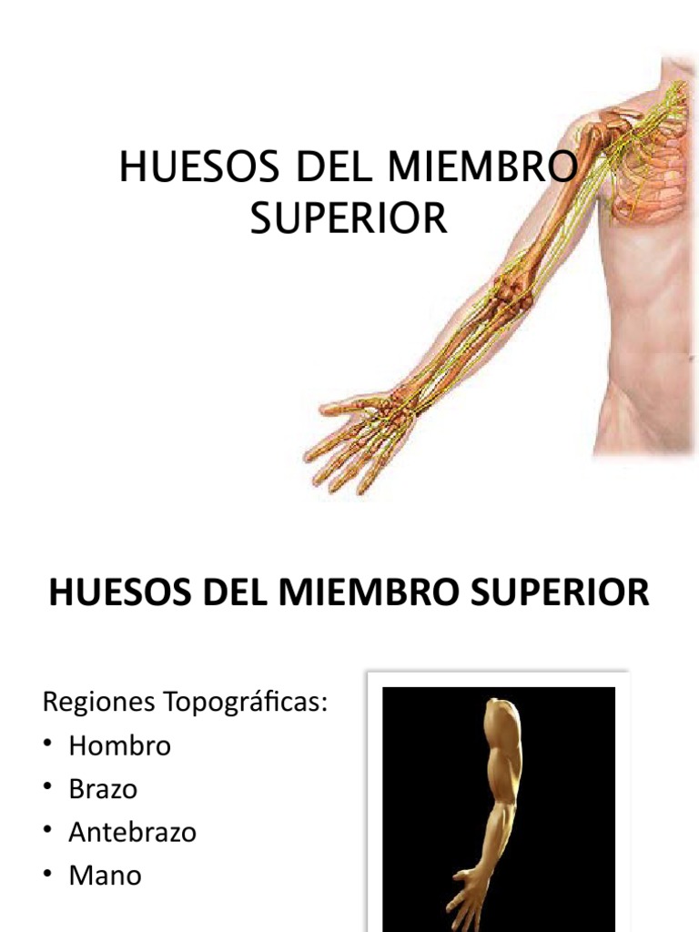 Huesos del Miembro Superior | PDF