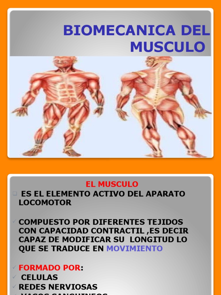 Biomecanica Del Musculo | PDF | Músculo esquelético | Contracción muscular