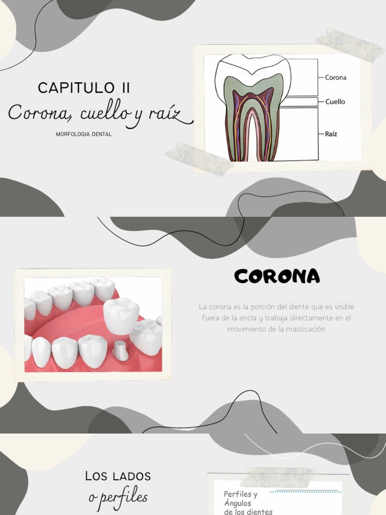 Morfología del Diente: Corona, Cuello y Raíz | PDF | Ramas de ...