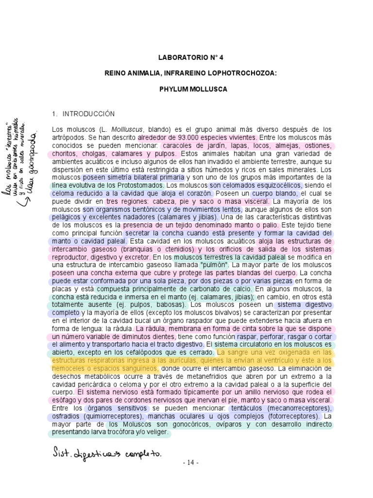 Phylum Mollusca | PDF | Moluscos | Bivalvia