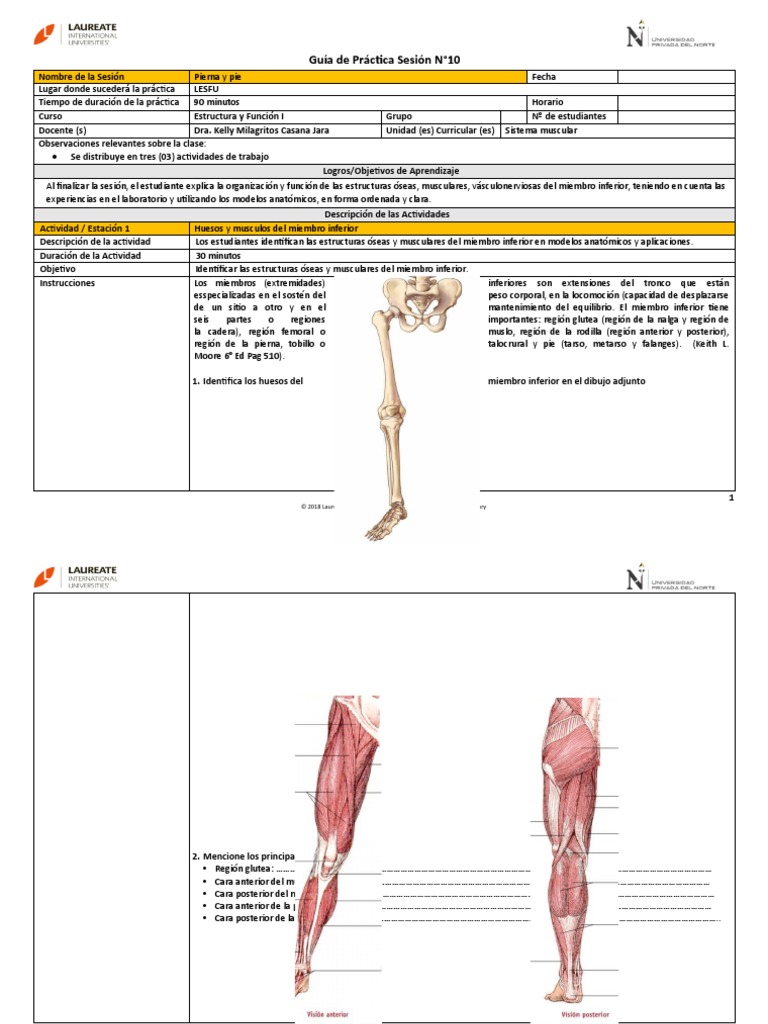 E y F 1_Guía de Laboratorio_Pierna y pie | PDF | Pierna humana | Pie