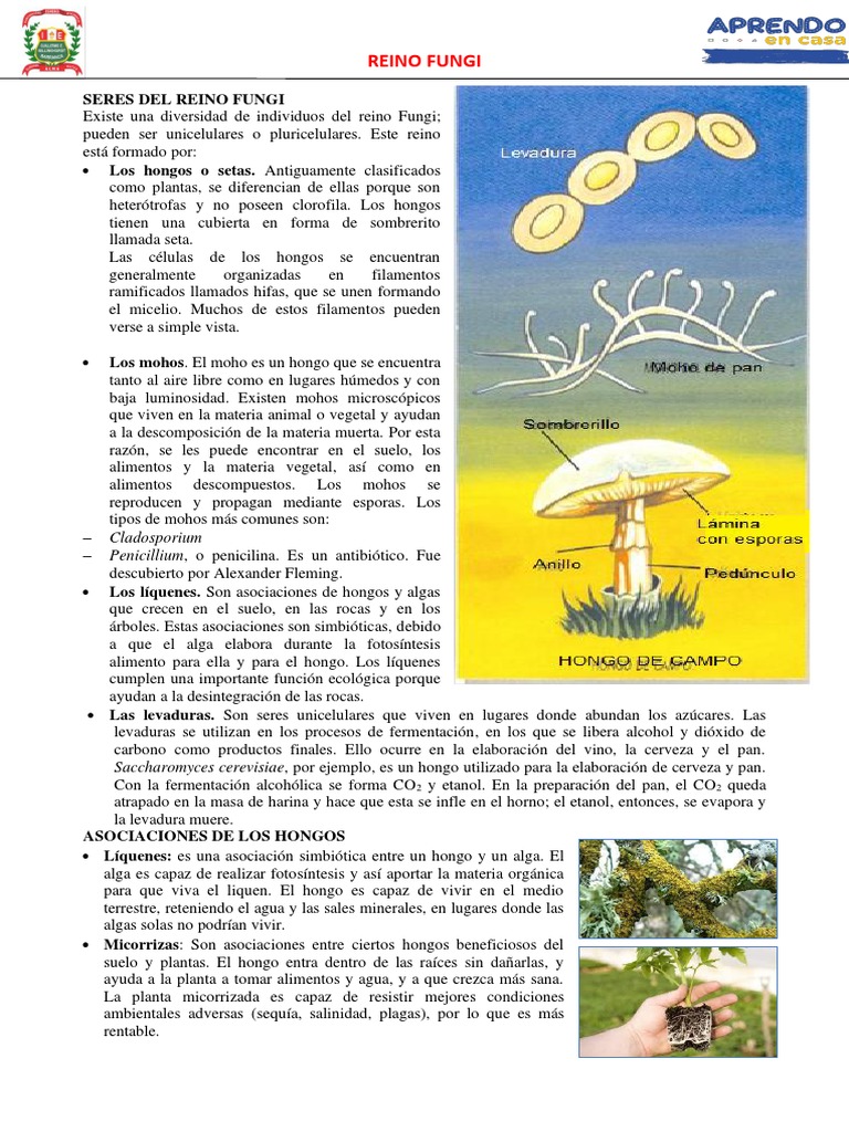 001AIP - Información Del Reino Fungi | PDF | Hongo | Molde