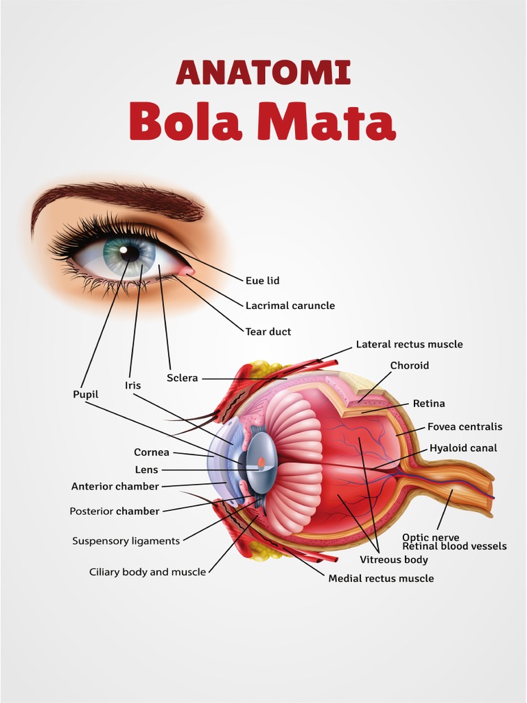 Anatomy Bola Mata | PDF