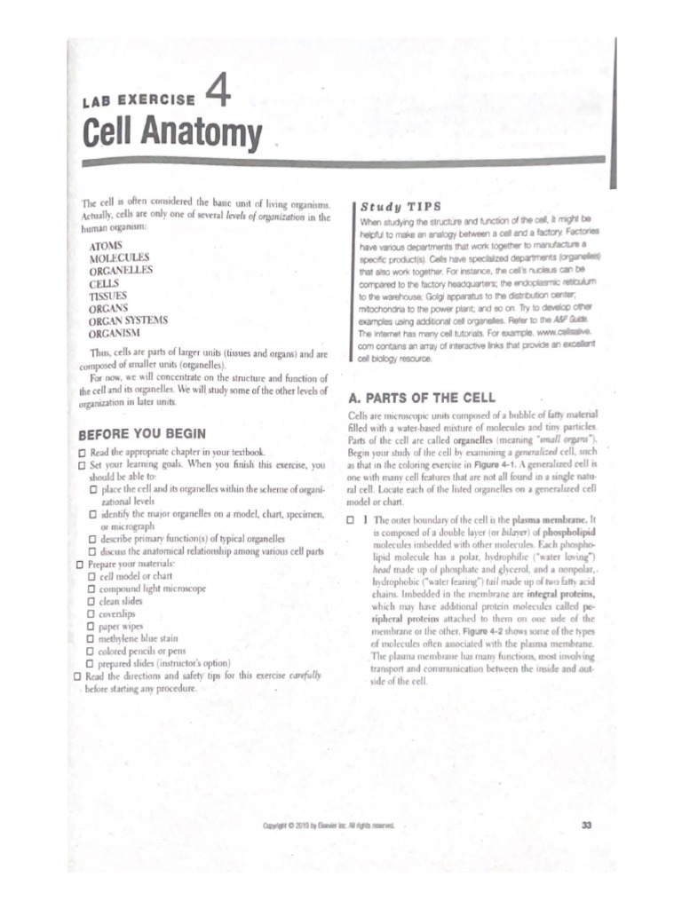 Lab Ex. 4 Cell Anatomy | PDF