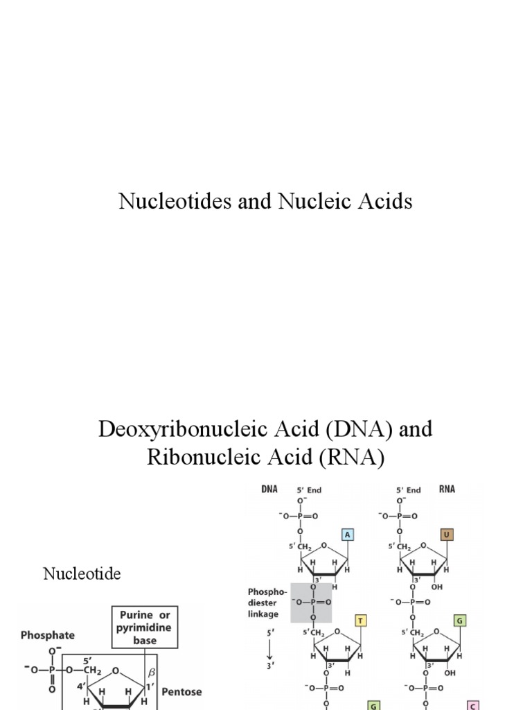 Nucleic Acids | PDF | Dna | Nucleic Acids