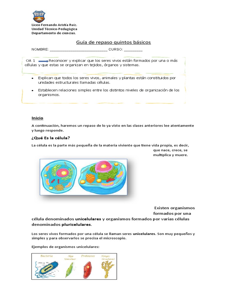 Guía de Repaso: Células para Quinto Básico | PDF | Biología Celular ...