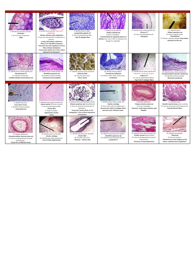 Histology Lab Practical Overview | PDF | Epithelium | Endoplasmic Reticulum