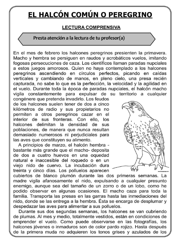 Lectura Halcon | PDF