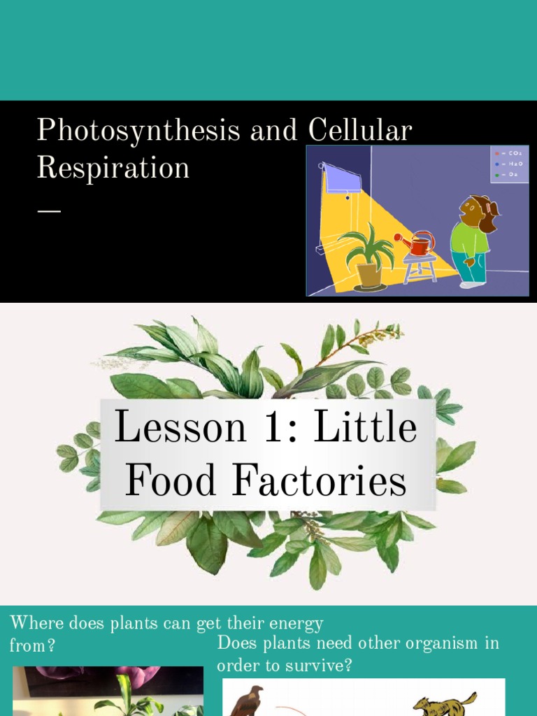 Photosynthesis and Cellular Respiration | PDF | Photosynthesis ...