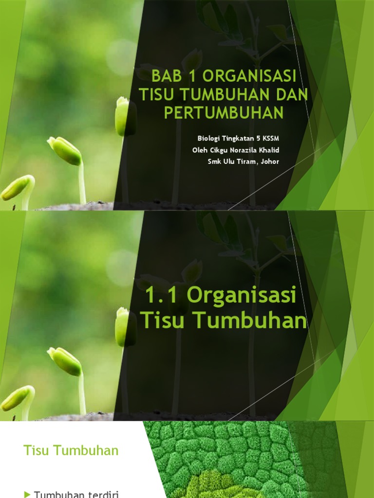 BIO T5 KSSM BAB 1 Organisasi Tisu Tumbuhan Dan Pertumbuhan | PDF