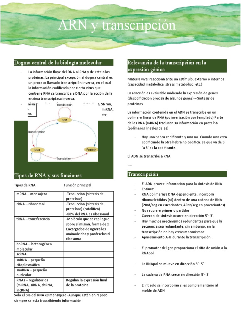 C5. ARN y Transcripción | PDF | Rna | Rna Splicing