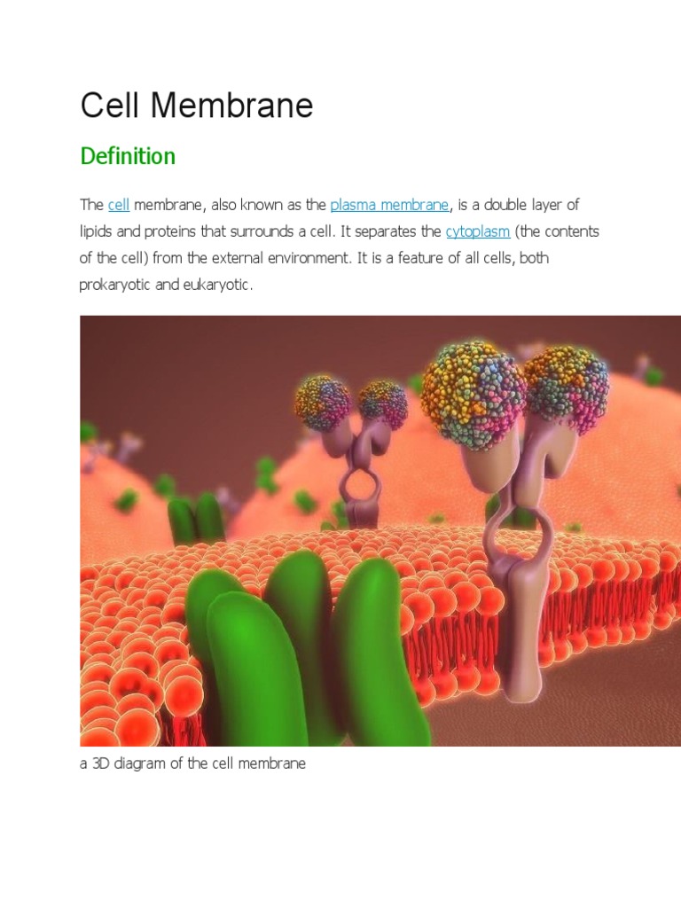 Cell Membrane | PDF | Cell Membrane | Phospholipid