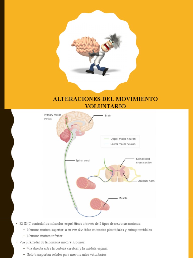 Cuadriplejia, Hemiplejia, Monoplejia, Paraplejia | PDF | Médula espinal ...