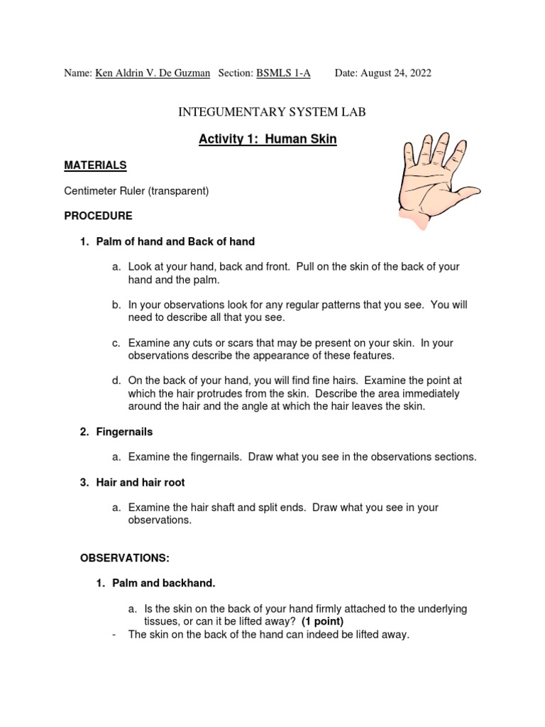 An Analysis of the Integumentary System: A Close Examination of the ...