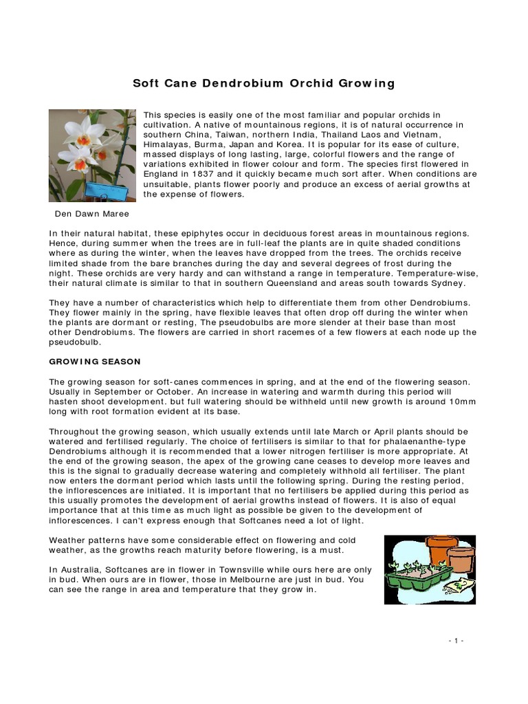 Growing Guide for Soft Cane Dendrobium Orchids: Tips for Cultivating ...