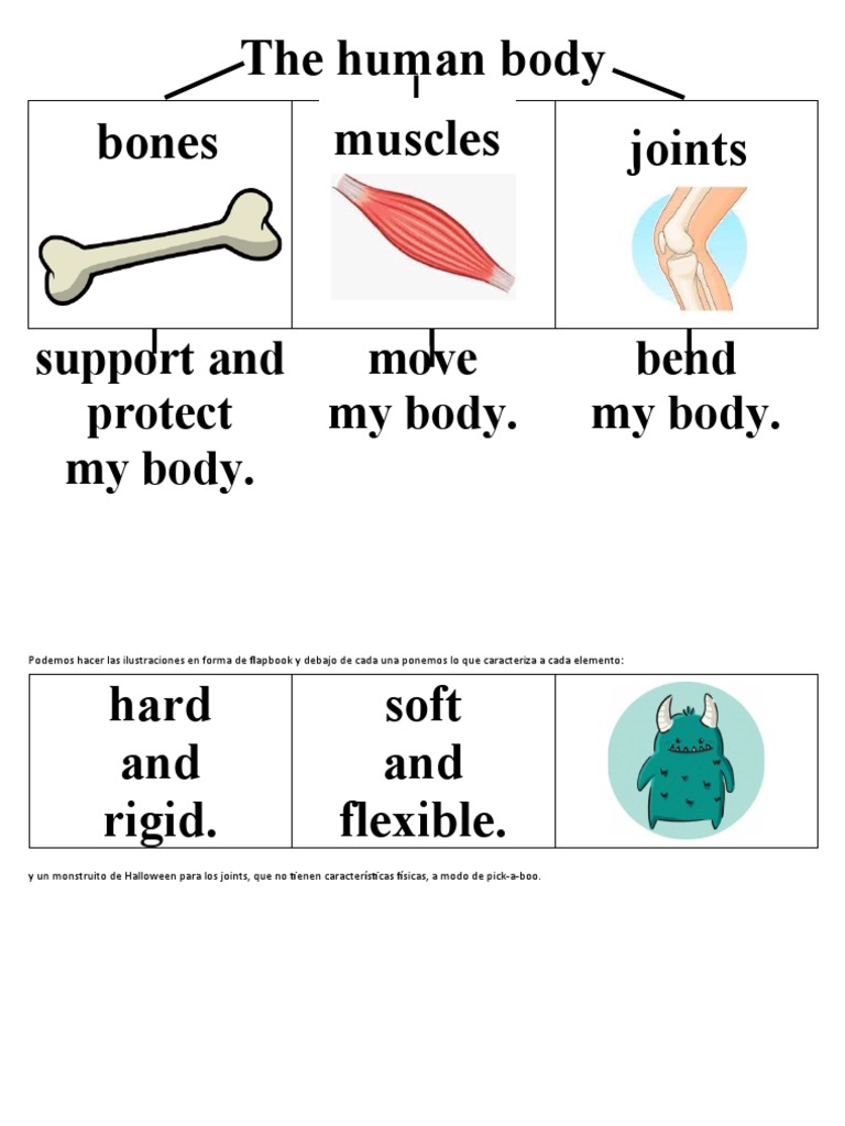 Bones Muscles Joints | PDF | Estudios de idiomas extranjeros