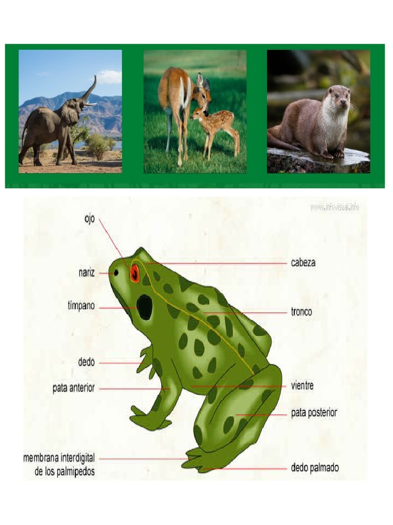 Partes de Una Rana y 3 Mamiferos | PDF
