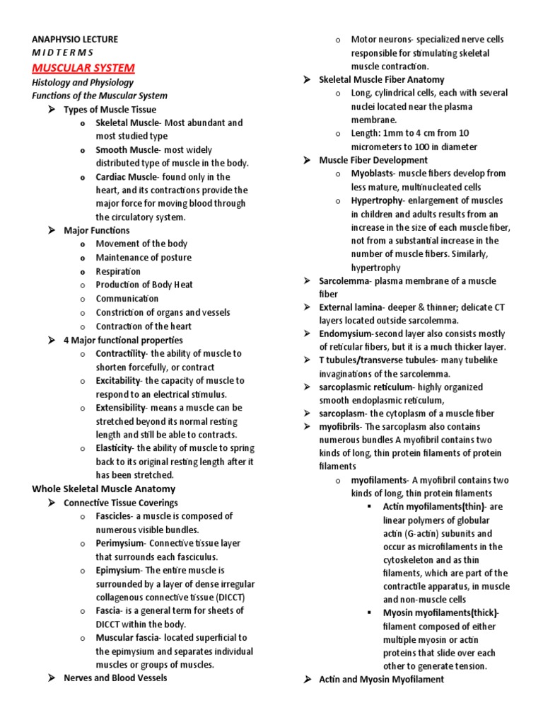 ANAPHYSIO LEC (Midterms) | Descargar gratis PDF | Lung | Muscle Contraction