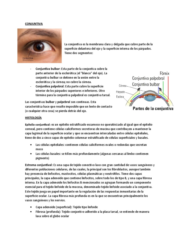 Anatomía y patologías de la conjuntiva | PDF | Epitelio | Neoplasias