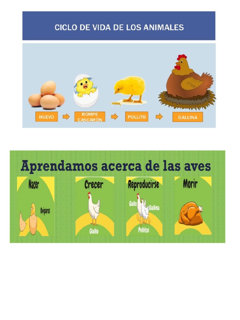 Crecimiento Animal | PDF