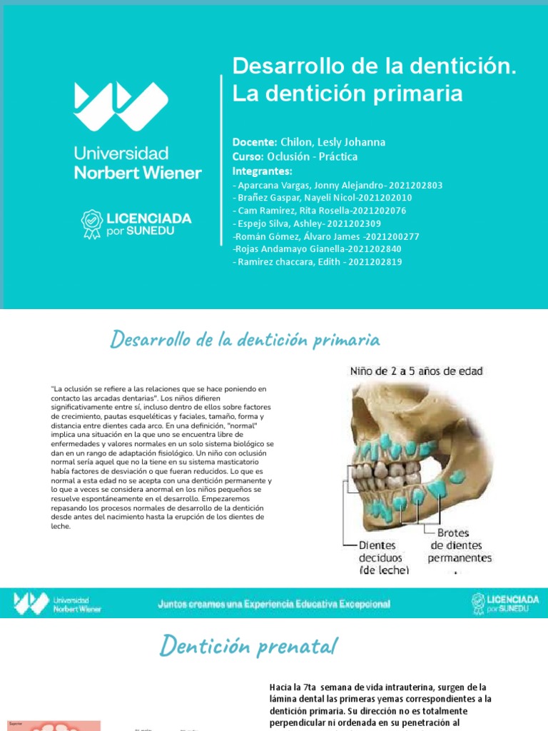 Desarrollo de La Dentición | PDF | Diente | Anatomia dental