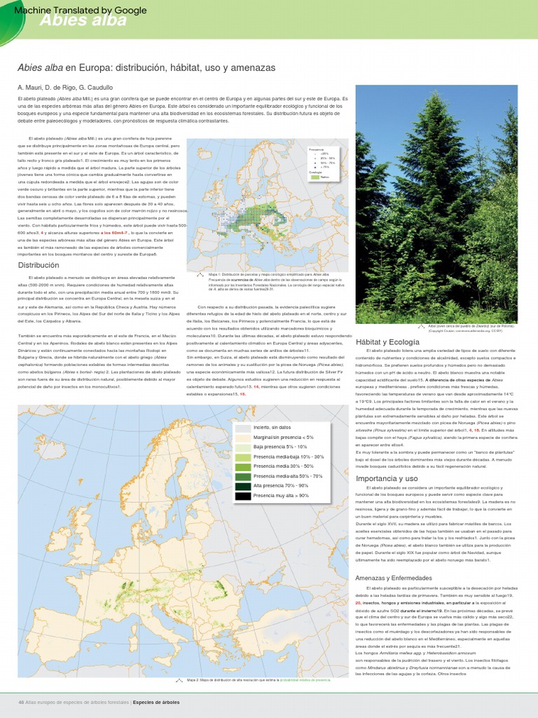 Abies Alba | PDF | Arboles | Abeto