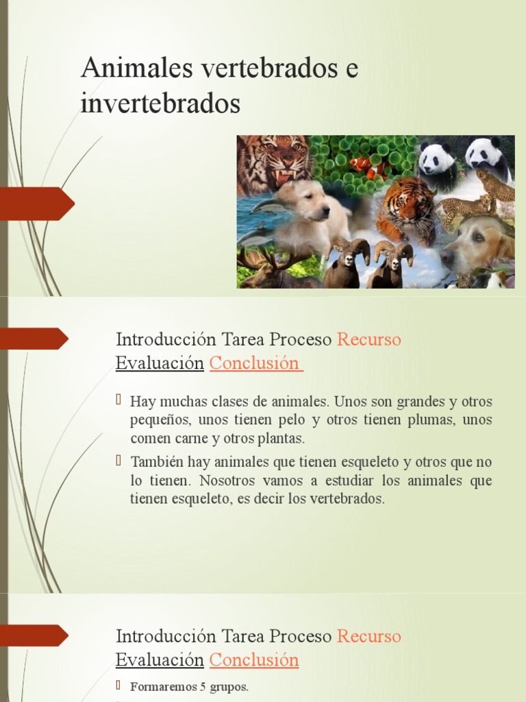 Animales Vertebrados e Invertebrados | PDF | Vertebrados | Aves