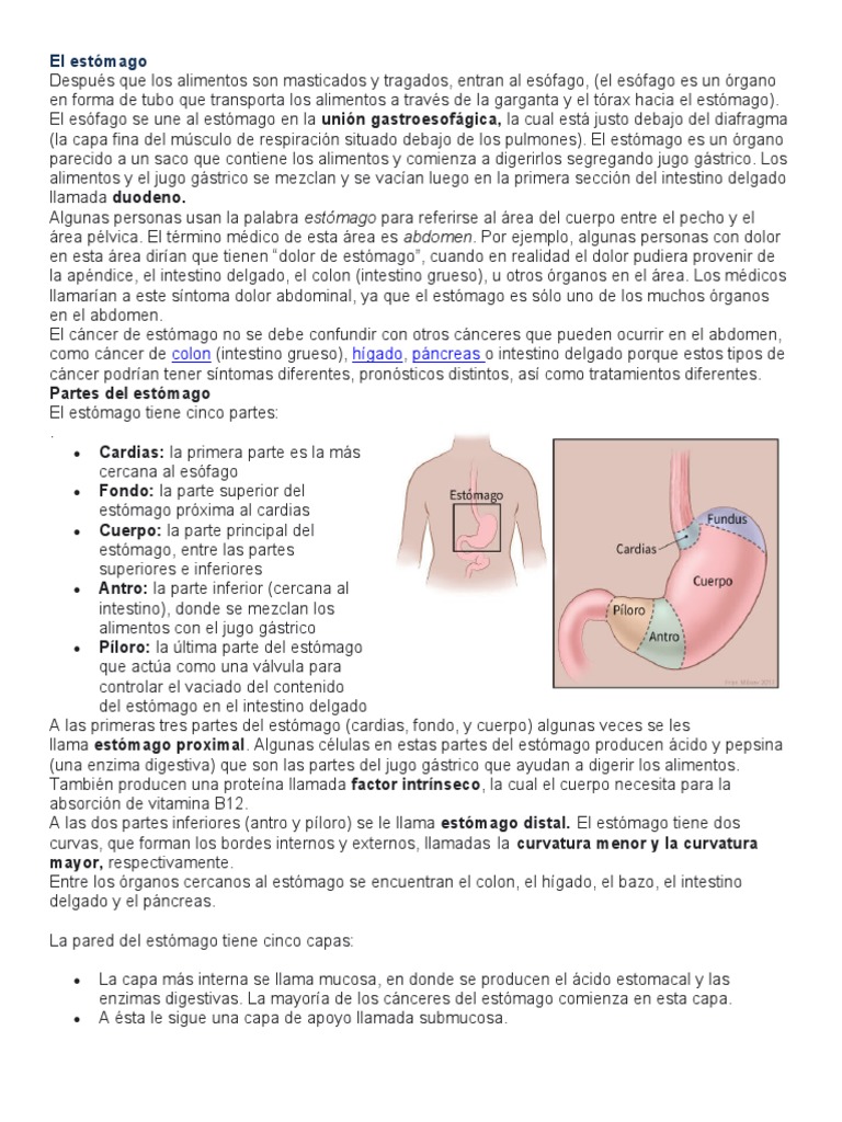 Funciones y anatomía del estómago | PDF | Estómago | Esófago