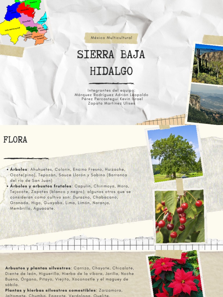Sierra Baja Hidalgo | PDF | Plantas