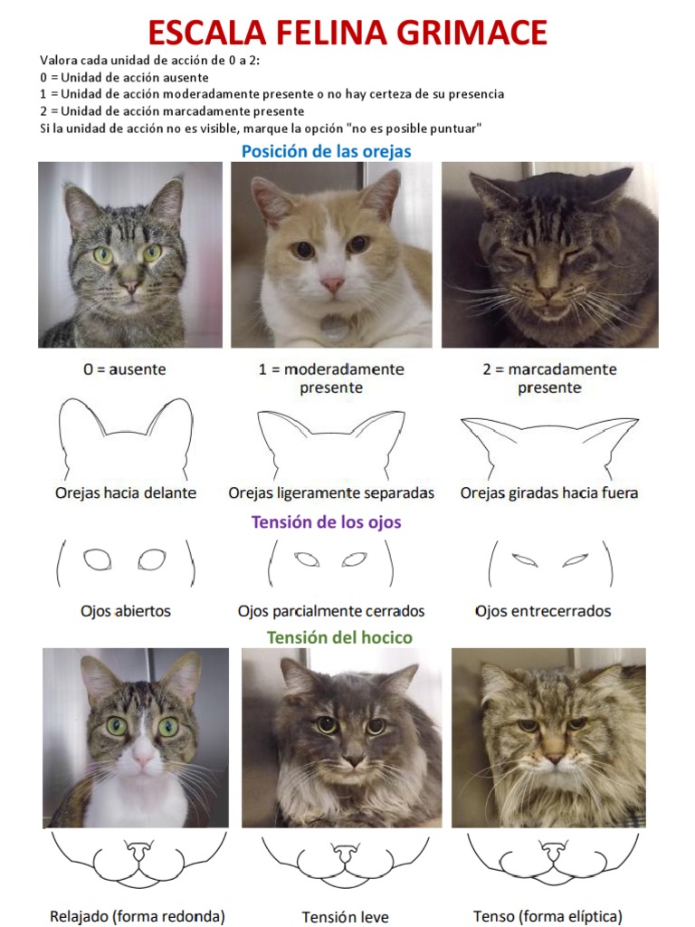 Escala Felina Grimace | PDF