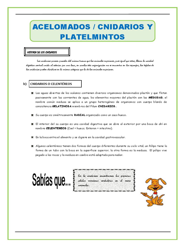 Acelomados Cnidarios y Platelmintos para Segundo de Secundaria | PDF ...