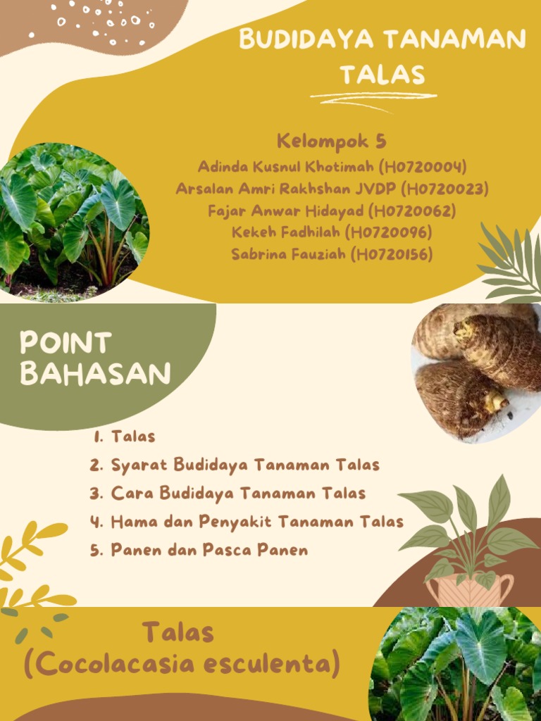 Kelompok 5 Budidaya Talas | PDF