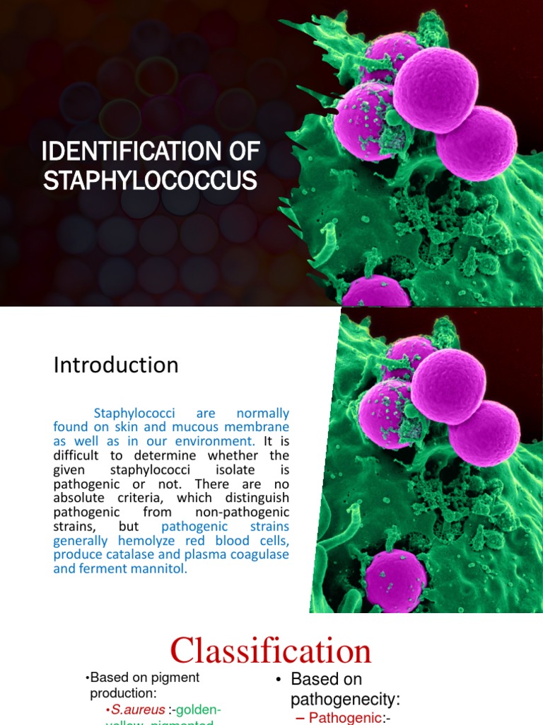 W9 Bacte LAB Identification of Staphylococcus | PDF | Staphylococcus | Microbiology
