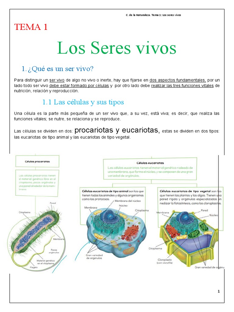 Introducción a los Seres Vivos y sus Células | PDF | Plantas | Biología ...