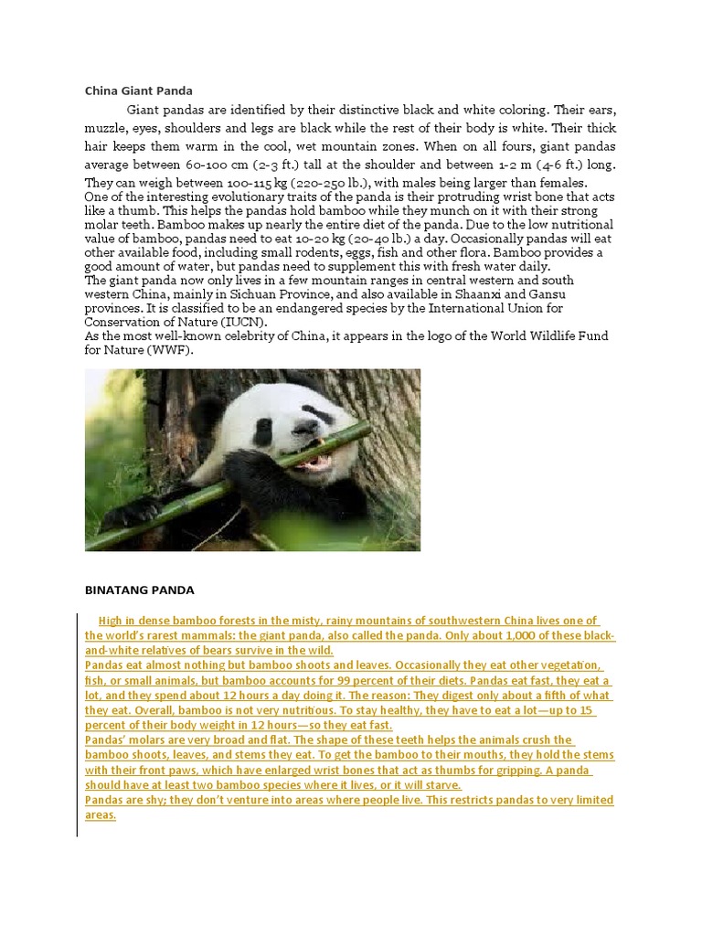 Teks Report | PDF | Giant Panda