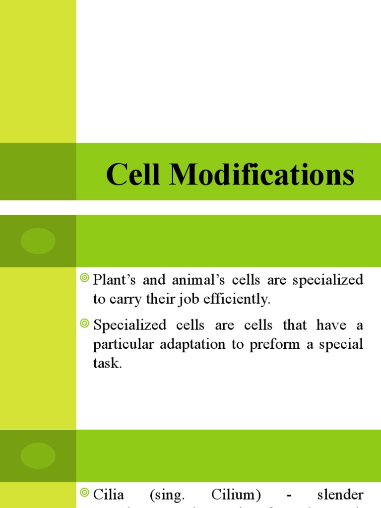 Cell Modifications and Their Functions | PDF | Leaf | Cell (Biology)