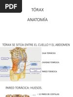 Anatomía y Funciones del Tórax | PDF | Tórax | Anatomía humana