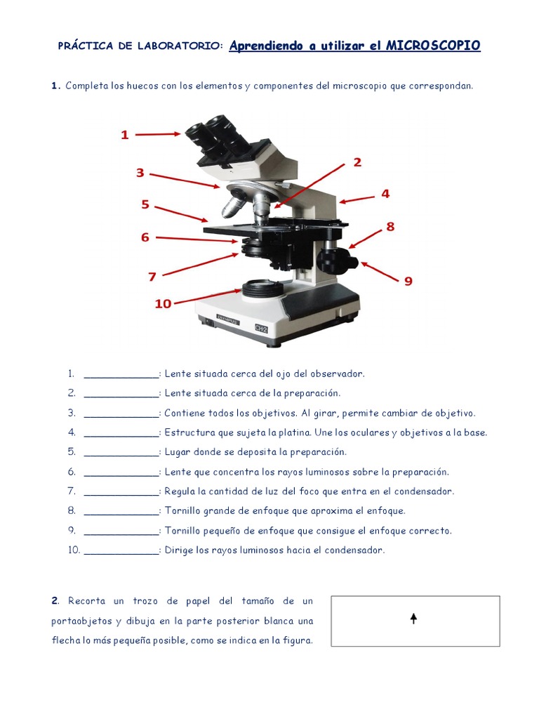 Guía de Uso del Microscopio | PDF | Tornillo | Ojo