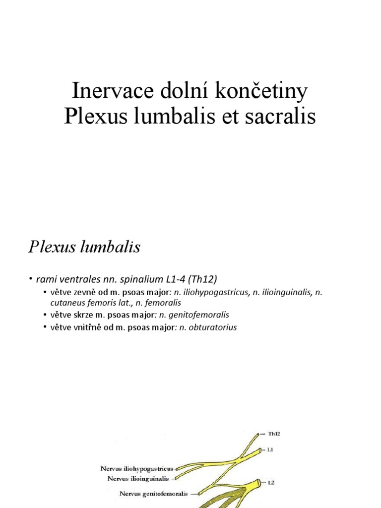 Inervace Dolní Končetiny | PDF