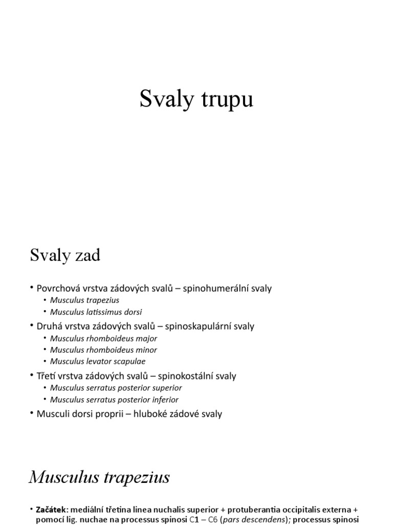 Svaly Trupu | PDF