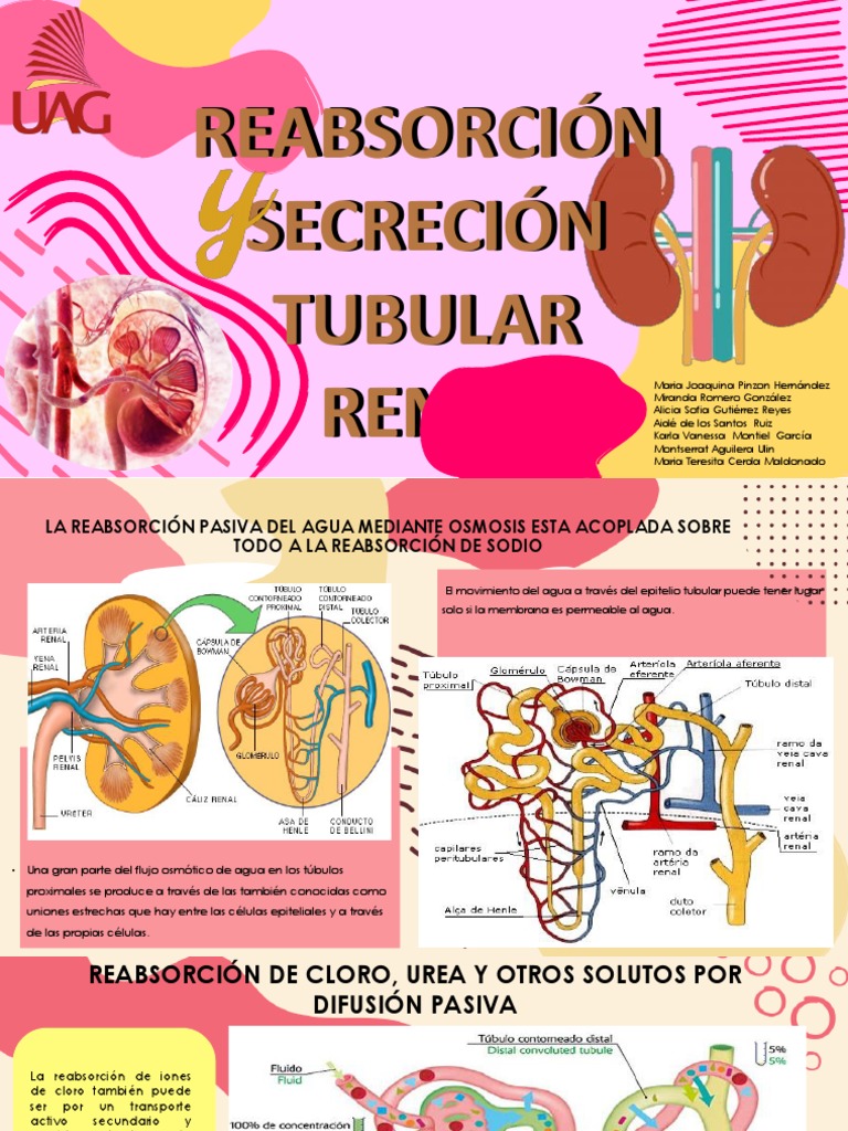 Reabsorcion y Secrecion Tubular Renal | PDF | Riñón | Anatomia animal